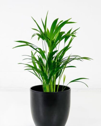 Areca Palm & Pot | Oxy-Plants