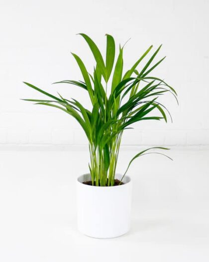 Areca Palm & Pot | Oxy-Plants