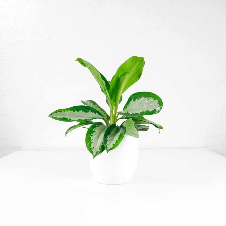 Chinese Evergreen (Aglaonema 'Silver' Bay) | Online | UK