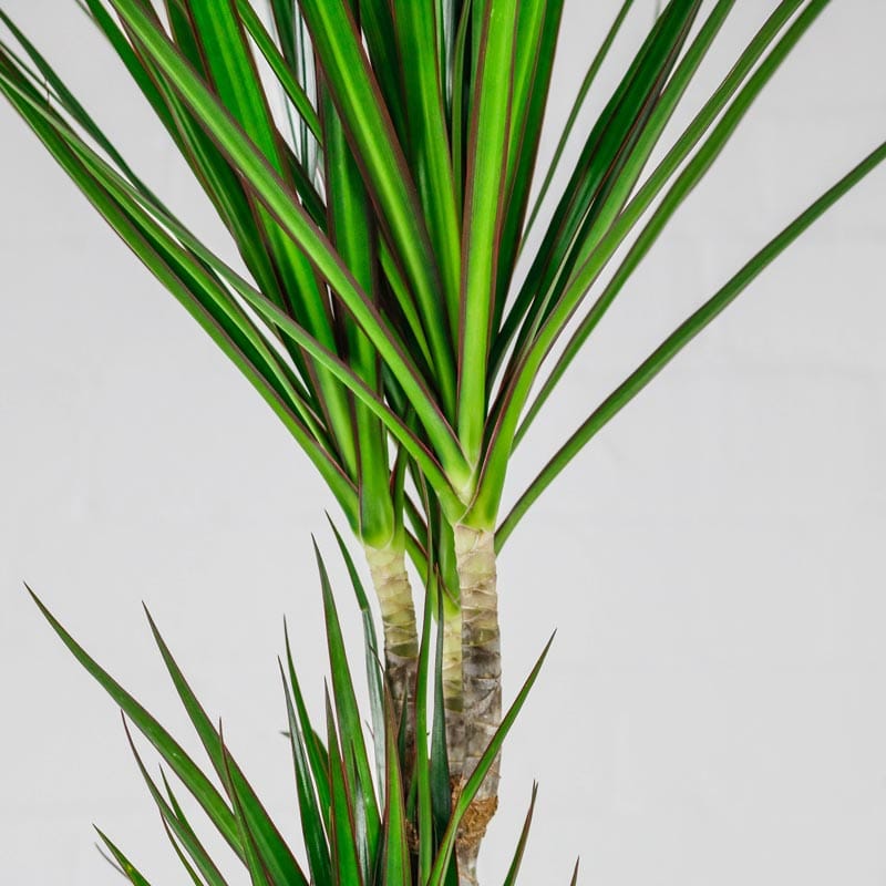 Dragon Tree | Dracaena Marginata | Air purifying indoor houseplant | UK