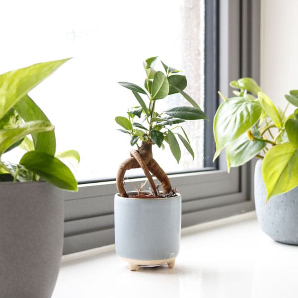 Best Cheap House Plants To Buy Online Under 20 Plants