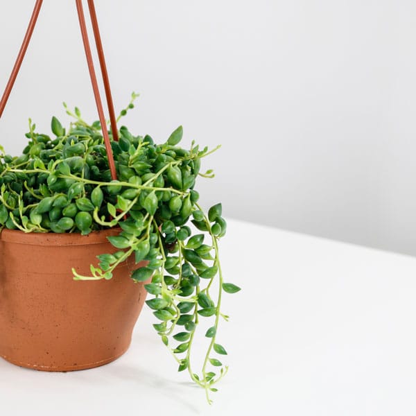 10 Best Indoor Hanging Plants | Climbing Plants | UK