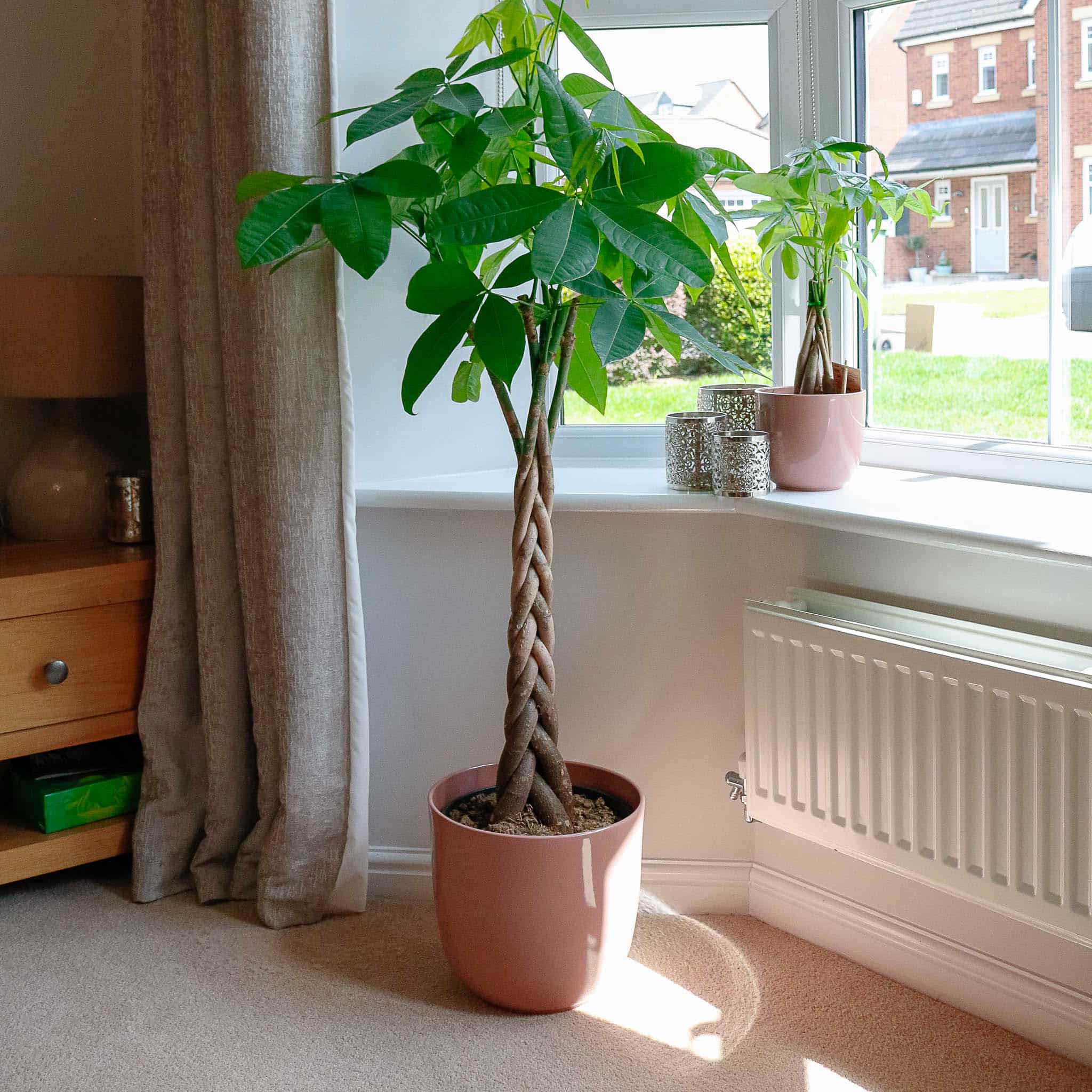 Top 10 Unkillable Houseplants | Low Maintenance Plants | UK