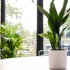 Top 10 Unkillable Houseplants | Low Maintenance Plants | UK