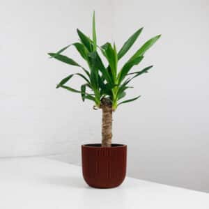 Yucca & Pot | Oxy-Plants