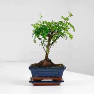 Chinese Pepper Bonsai Tree – Timeless Indoor Bonsai