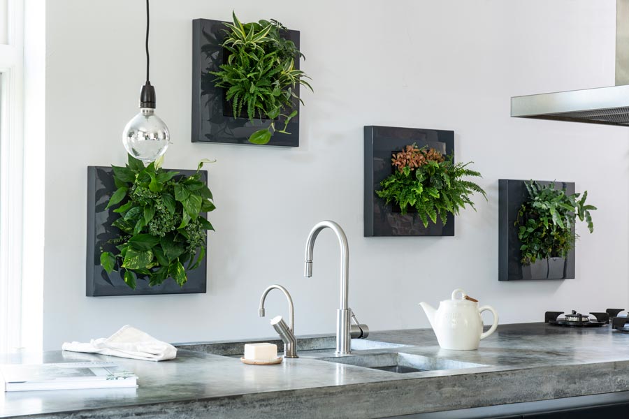 Watering Plants | Plant Care Guide | Oxy-Plants