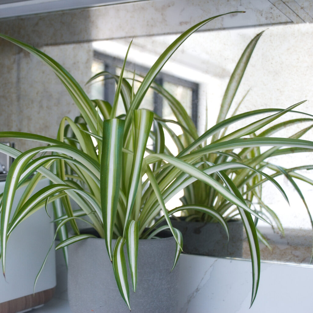 Top 10 Unkillable Houseplants | Low Maintenance Plants | UK