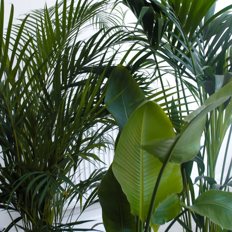14 Best Large House Plants | Tall Indoor Plants | Oxy-Plants