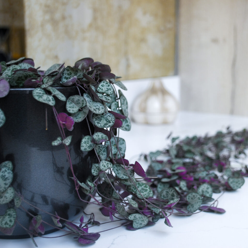 Top 10 Unkillable Houseplants | Low Maintenance Plants | UK